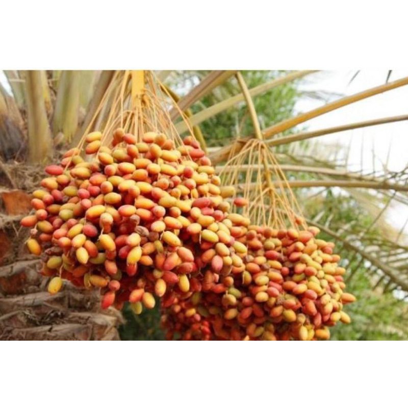 Jual paket 2 ( 3 bibit tanaman kurma ) gratis 2 bibit tanaman kurma ...