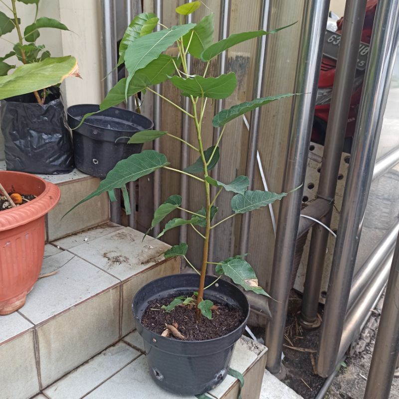 Jual Pohon Bodhi Tanaman Hias bibit Bodi ficus religiosa suci buddha ...