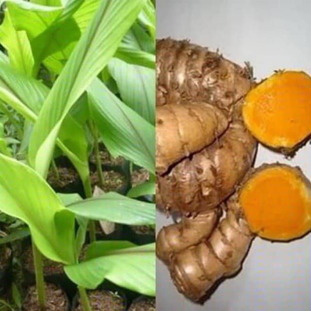 Jual Tanaman Temu Lawak, Pohon Temu Lawak, Temu Lawak | Shopee Indonesia