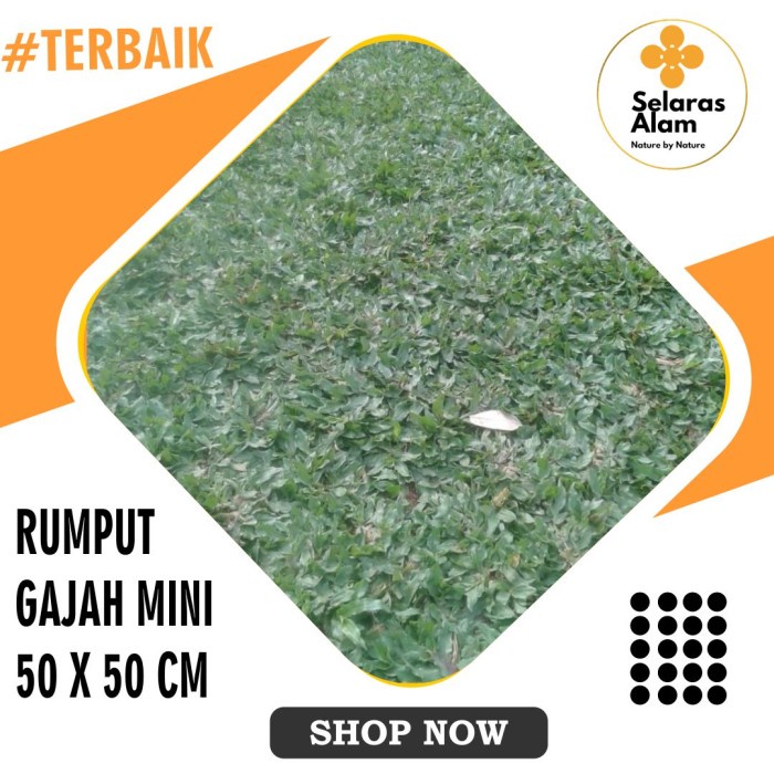 Jual RUMPUT GAJAH MINI 50 CM X 50 CM | Shopee Indonesia