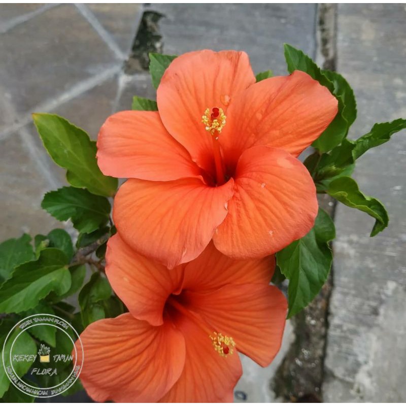 Jual Tanaman Hias Kembang Bunga Sepatu Bunga Orange - Pohon Kembang ...