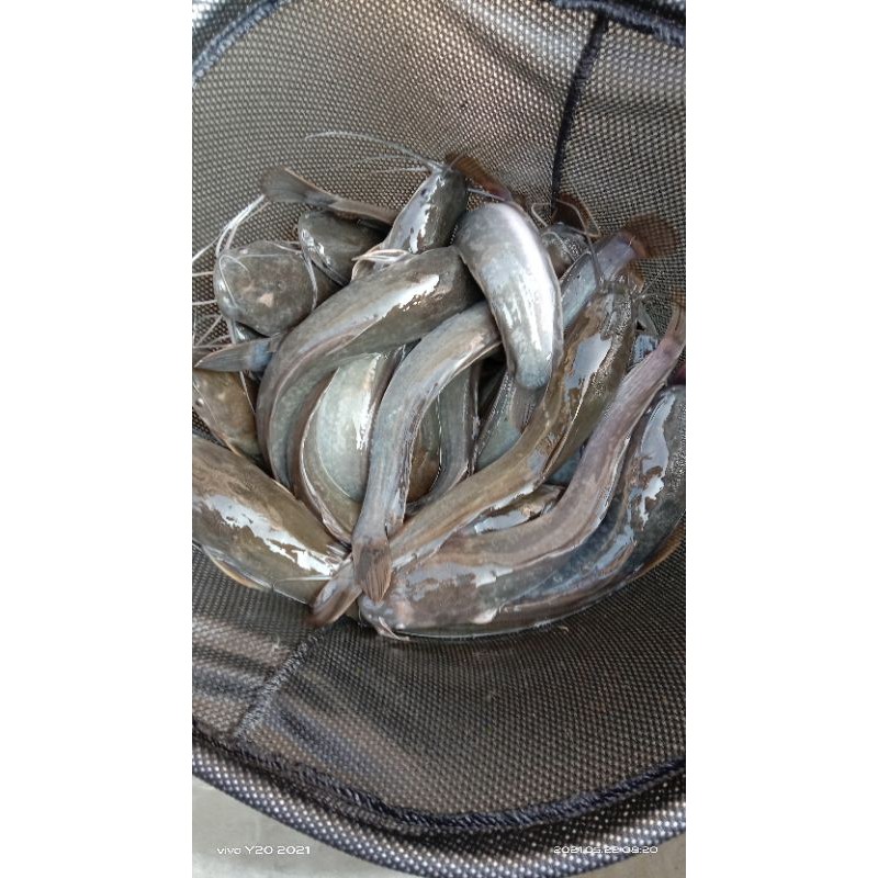 Jual ikan lele segar 1kg/lele konsumsi segar 1kg | Shopee Indonesia