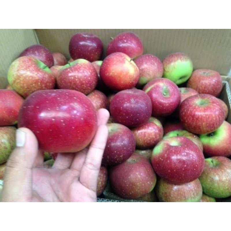 Jual APEL MALANG _ 1KG | Shopee Indonesia