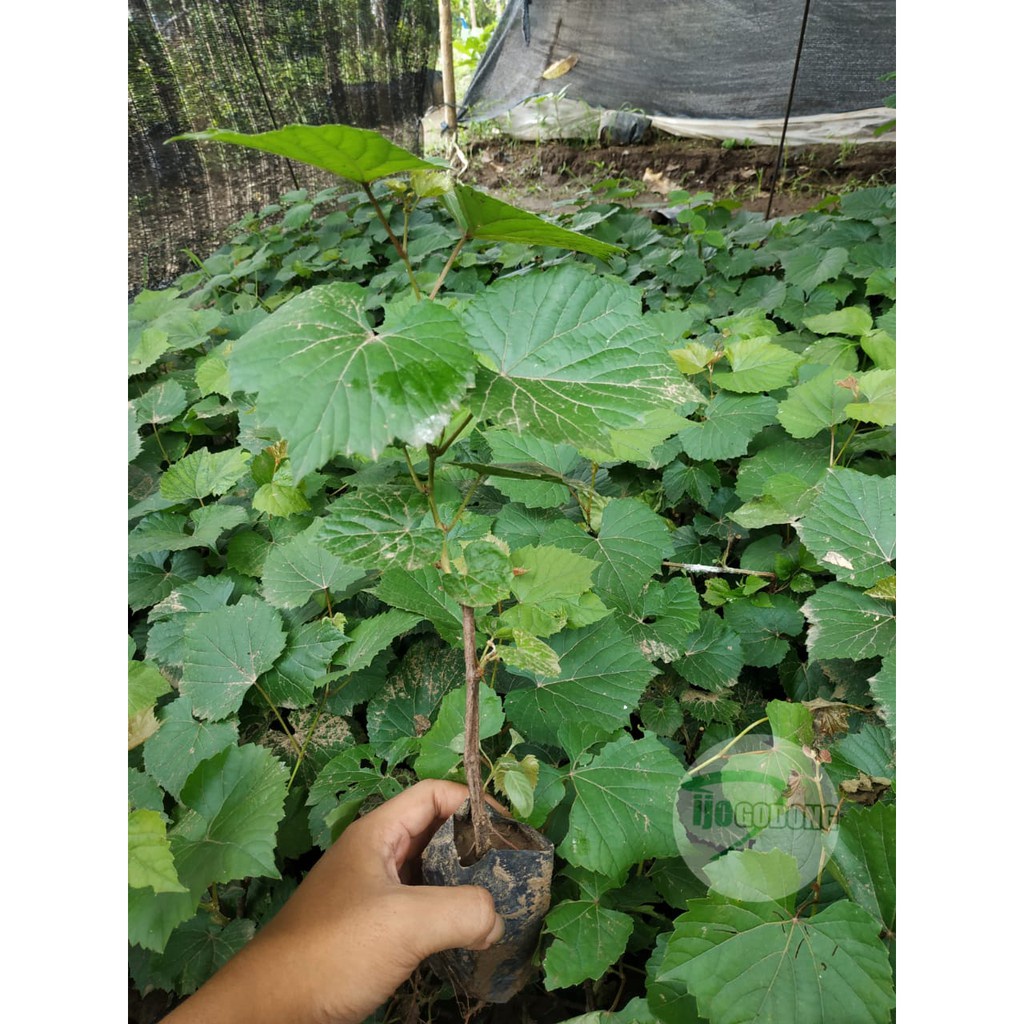 Jual Paket 3 Bibit Tanaman Anggur Import Jenis Poulsen Super Unggulan