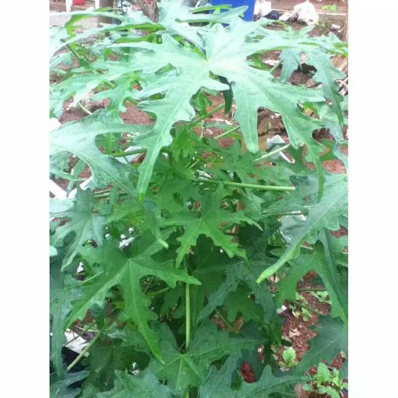 Jual Daun Gedi Kering (Daun Pepaya Jepang)/Teh Daun Gedi | Shopee Indonesia