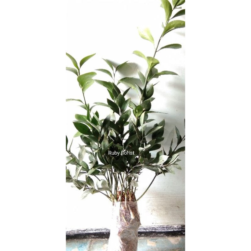 Jual Tanaman Daun Ruskus beli 4 gratis 1 | Shopee Indonesia