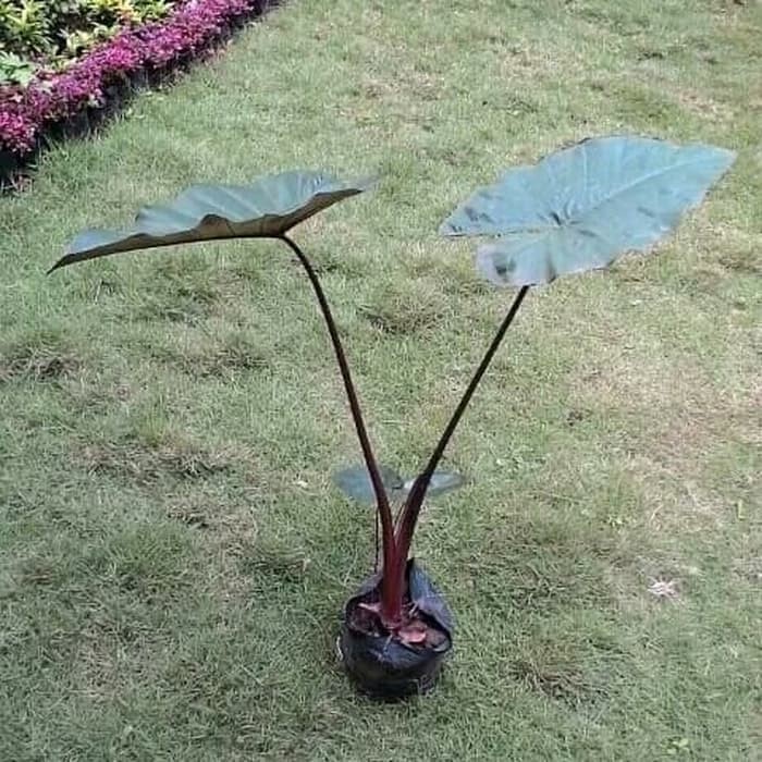 Jual READYSTOCK tanaman hias sente wulung atau talas hitam | Shopee ...