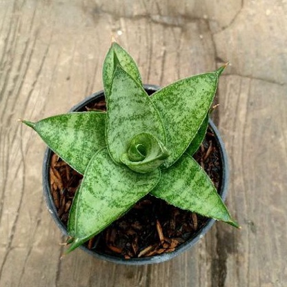Jual sansevieria hybrid pagoda | Shopee Indonesia