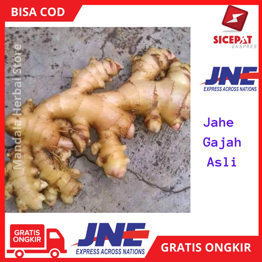 Jual Bibit Jahe Gajah - Bibit Jahe Gajah Unggul - Benih Jahe Gajah ...