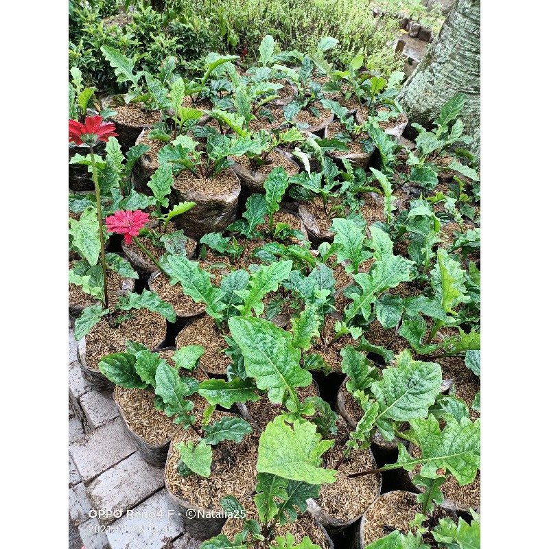 Jual Tanaman Bunga Hidup Hebras Merah | Shopee Indonesia