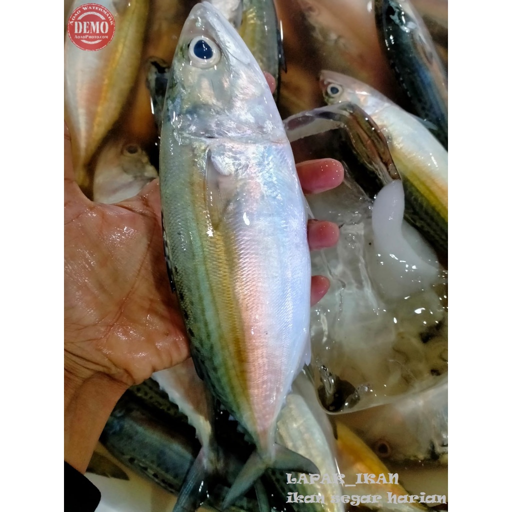 Jual Ikan Kembung Banjar Segar 1Kg Hasil Laut Segar | Shopee Indonesia