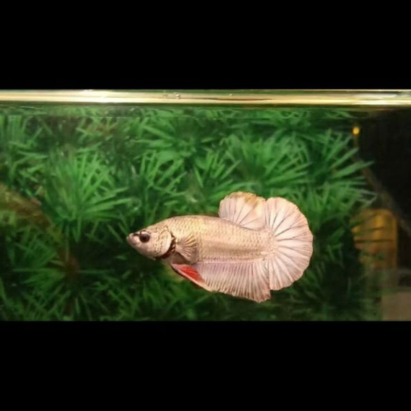 Jual CUPANG AVATAR COOPER GOLD | Shopee Indonesia