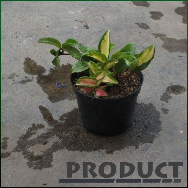 Jual TANAMAN HIAS Hoya bunga merah (mindorensis red) | Shopee Indonesia