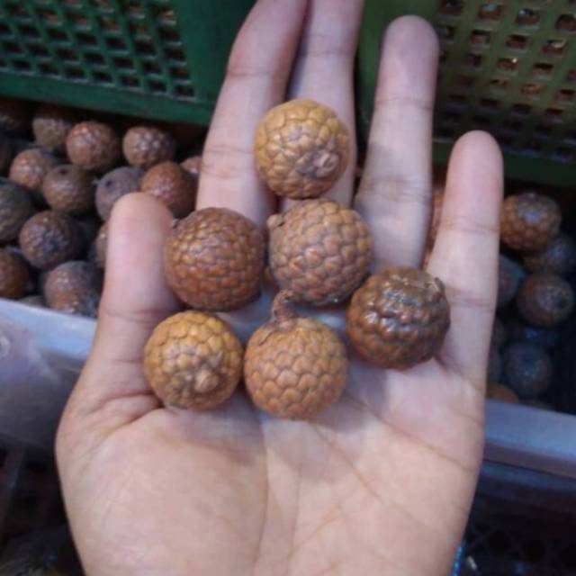 Jual Biji rotan besar bahan craf-bahan rustic | Shopee Indonesia