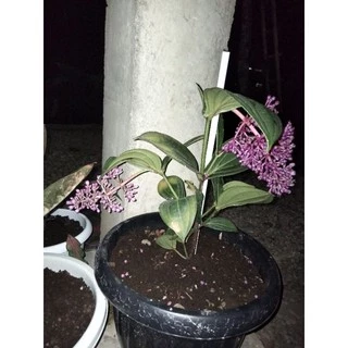 Jual bunga parijoto Harga Terbaik & Termurah Juni 2024 | Shopee Indonesia