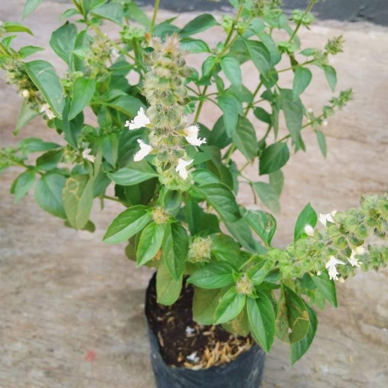 Jual Bibit Tanaman Daun Kemangi (Ocimum sanctum) Bibit Kemangi Pohon ...