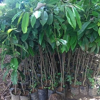 Jual Buah Bisbul Terlengkap & Harga Terbaru Juni 2024 | Shopee Indonesia