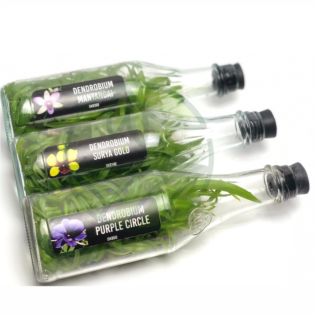 Jual Anggrek Botolan Dendrobium Bulat isi 50 Plant siap Tanam | Shopee ...