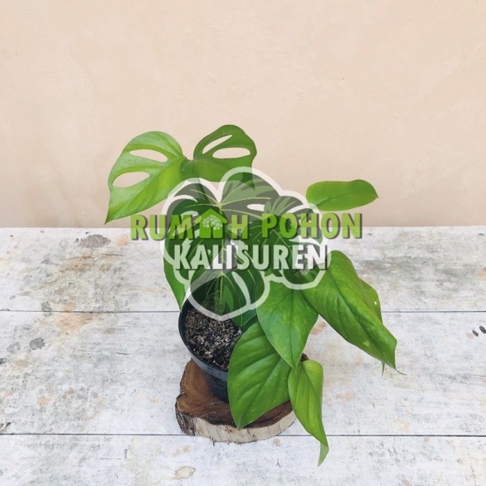 Jual TANAMAN HIAS MONSTERA RAPHIDOPORA PERTUSA - TANAMAN HIAS JANDA ...