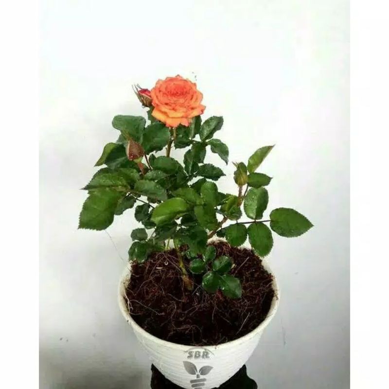 Jual Mawar Baby Oren | Shopee Indonesia