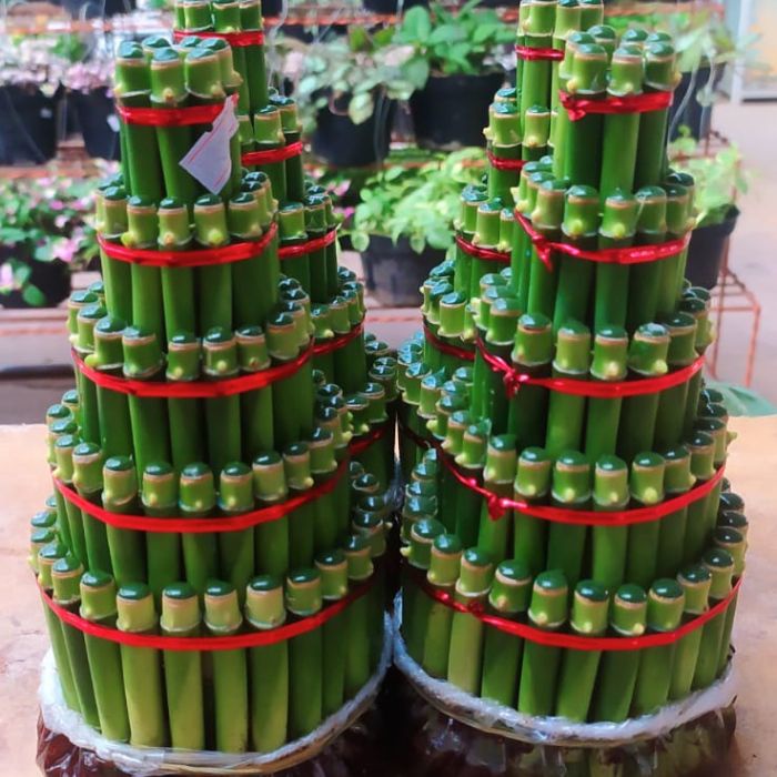 Jual Bambu hoky MURAH 5 susun/ Bambu Hoki / Bambu Rejeki / lucky Bambu ...