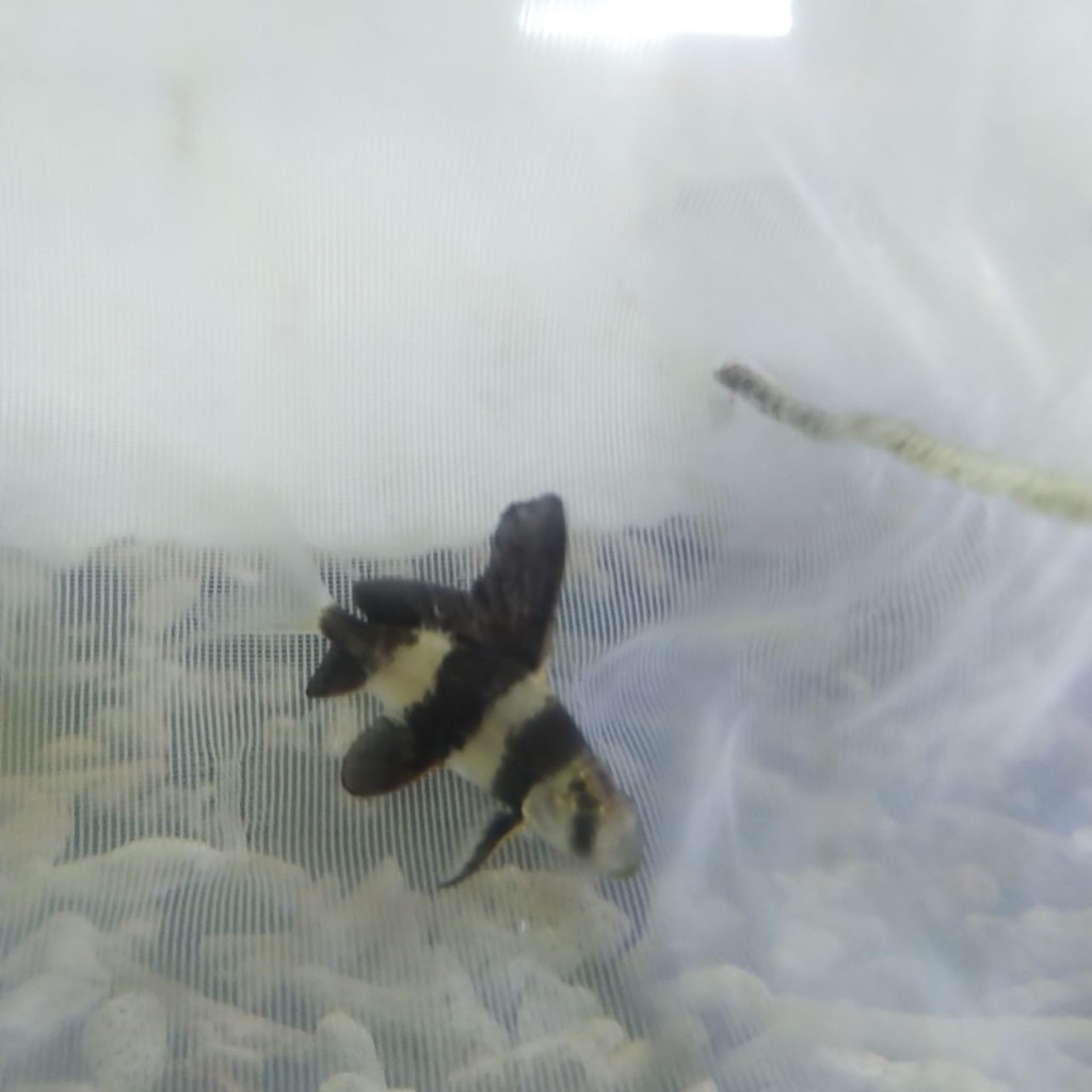 Jual CHINESE HIGH FIN UKURAN 5 -6 CM | Shopee Indonesia