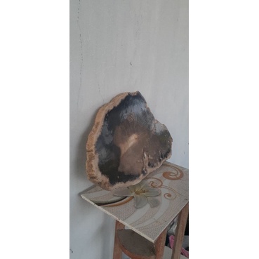 Jual Natural slice batu kayu fosil ~ petrified wood | Shopee Indonesia