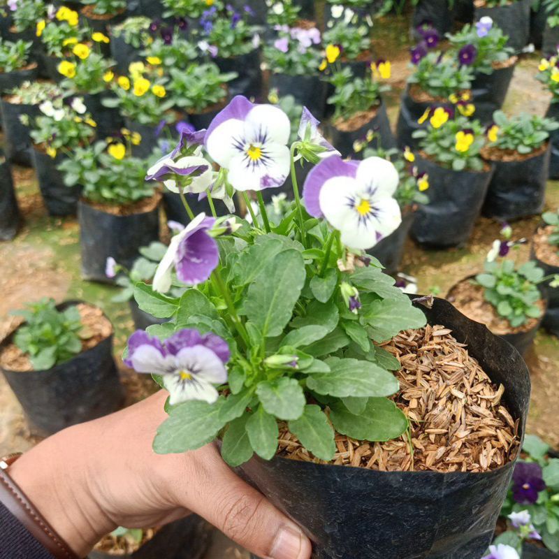 Jual Bunga VIOLA TRICOLOR | Edible flower | Shopee Indonesia