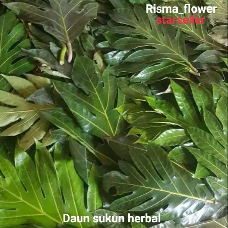 Jual DAUN SUKUN SEGAR / DAUN HERBAL ( FRESS BARU DIPETIK ) | Shopee ...