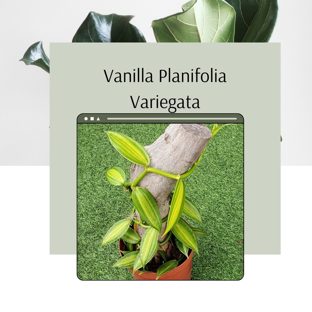 Jual Ready Tanaman Vanili Variegata Bibit Tanaman Vanilla Variegata ...