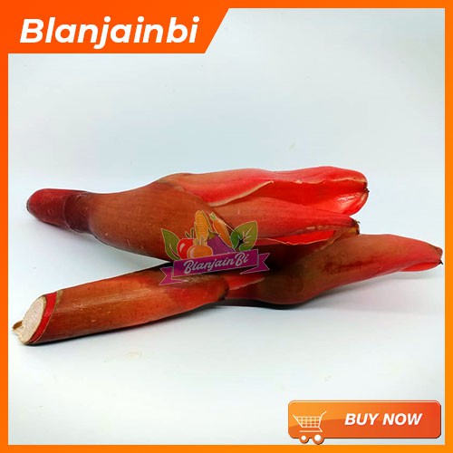 Jual Kecombrang / Honje Bandung Area | Shopee Indonesia