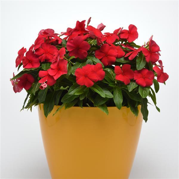 Jual Bibit Benih Biji Bunga Vinca Merah Tegak - Catharanthus roseus ...
