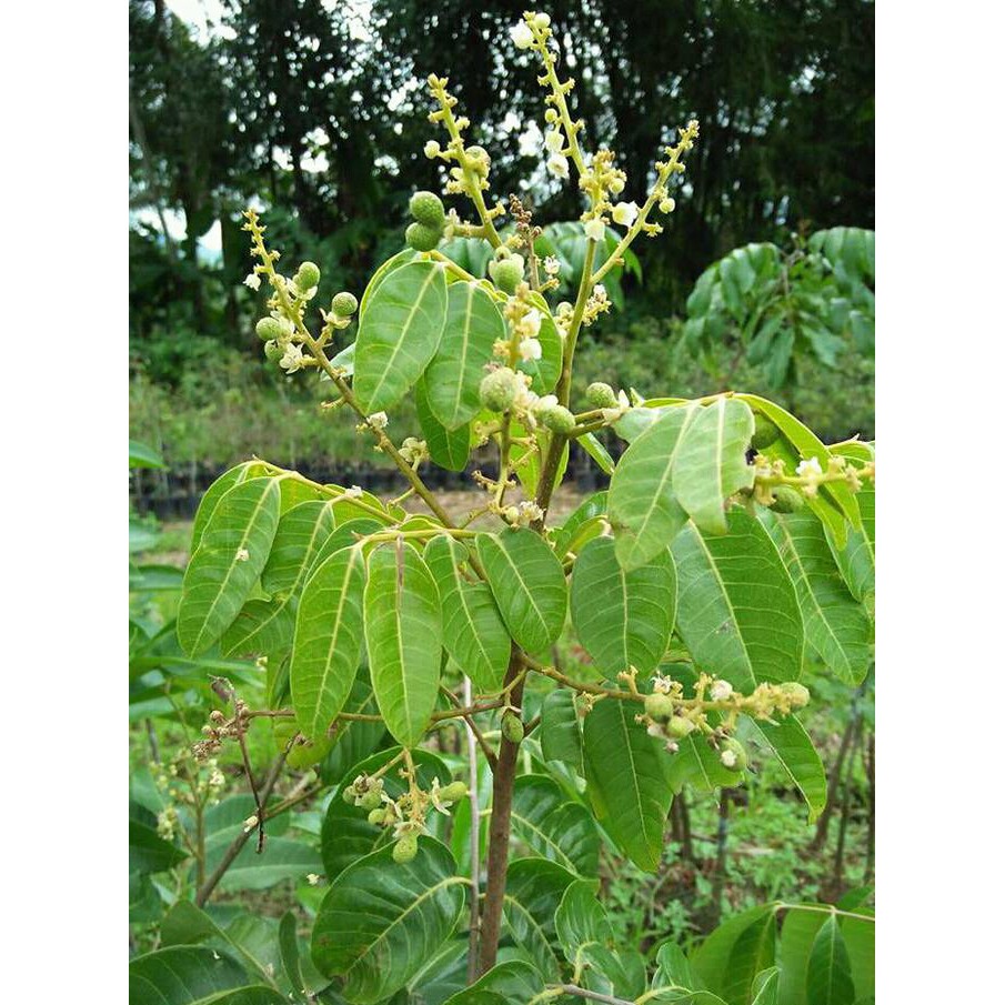 Jual ingat Bibit tanaman buah Lengkeng Matalada(siap berbuah) | Shopee ...