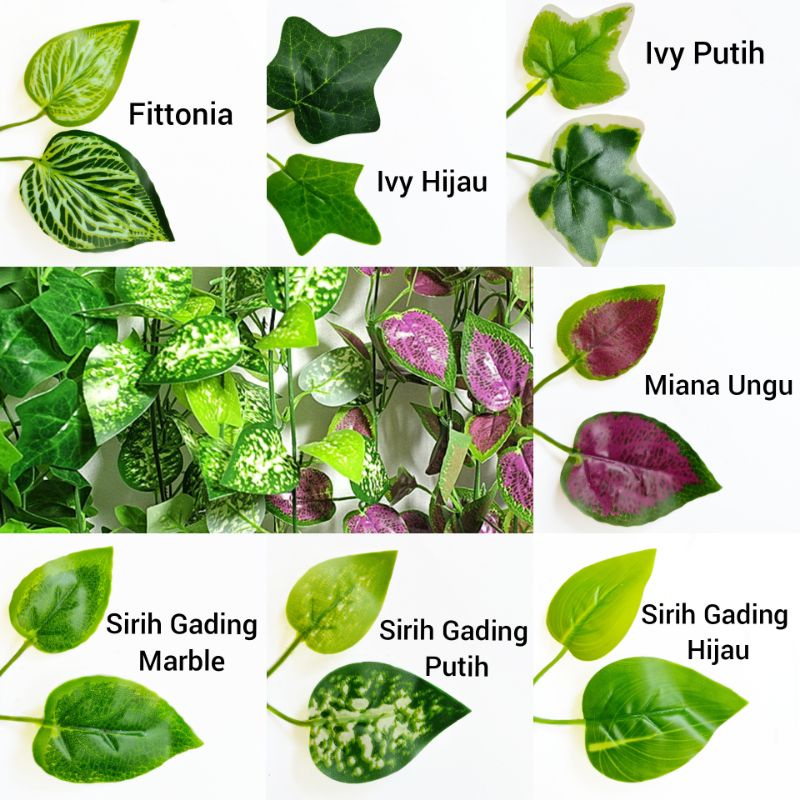 Jual Untai Daun Rambat 99 Helai AL94 Ivy Fittonia Miana Sirih Gading ...