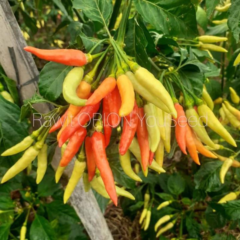 Jual ISI PAKET: 15 Bibit Cabe Rawit Dompol ORION F1 Hibrida Benih ...