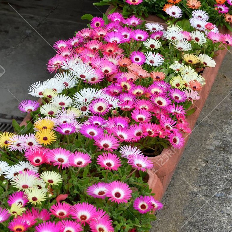 Jual Bibit / Benih Biji Bunga DAISY LIVINGSTONE Mix Colour isi 200 biji ...