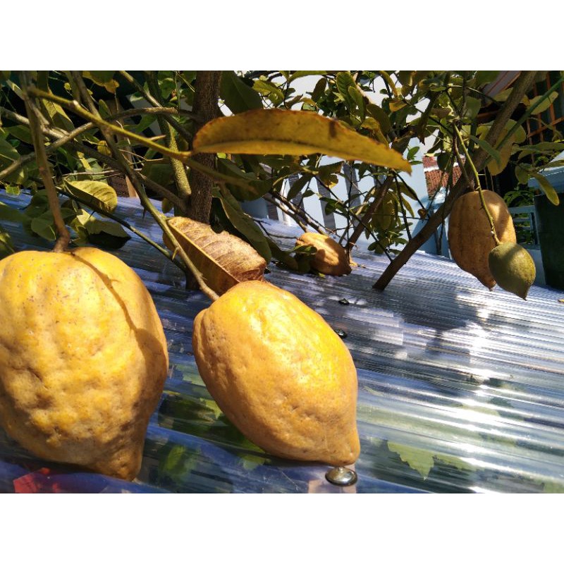 Jual BIBIT BUAH JERUK PEPAYA, JERPAYA, BIBIT TANAMAN, BIBIT JERUK ...