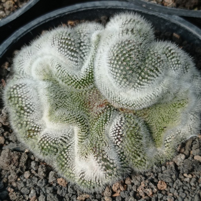 Jual notocactus scopa crested KAKTUS SUKULEN TANAMAN HIAS | Shopee ...