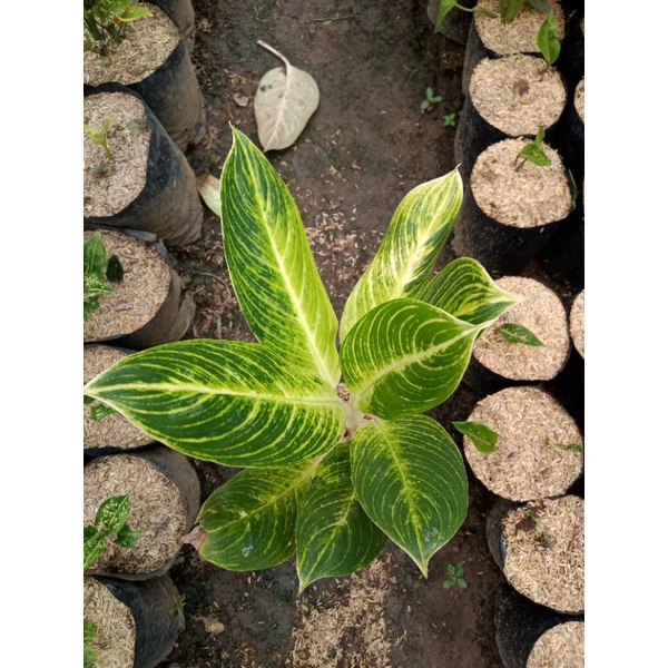 Jual Aglaonema Diven mutasi | Shopee Indonesia