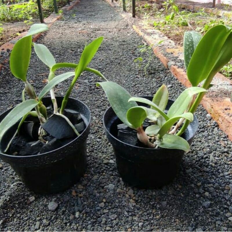 Jual Pohon Anggrek Dendrobium Frosty Orange Dewasa Pohon Bunga Anggrek ...