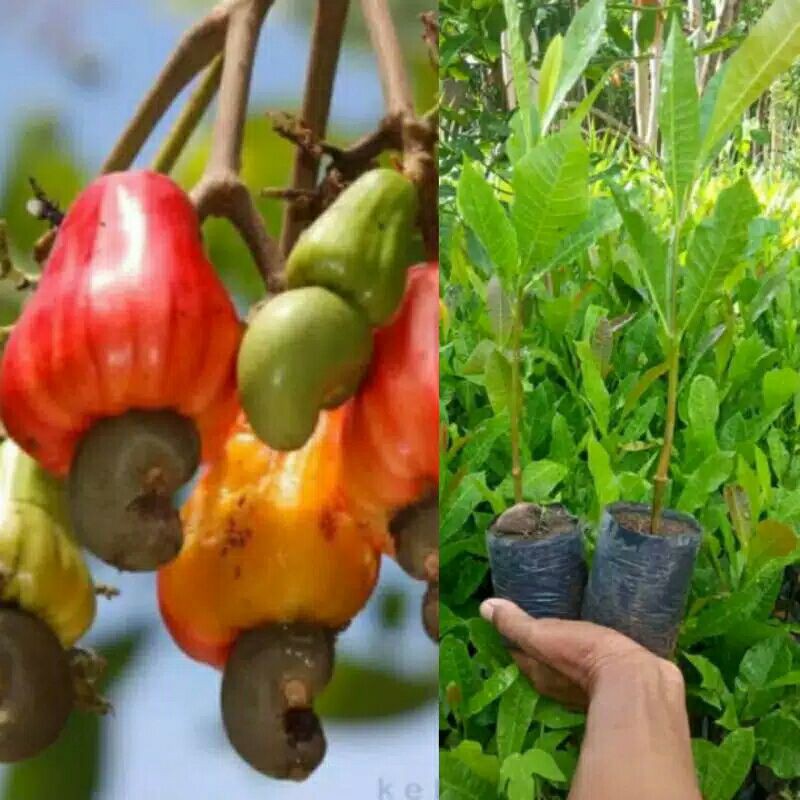 Jual paket 4 bibit jambu monyet khualitas super unggul | Shopee Indonesia