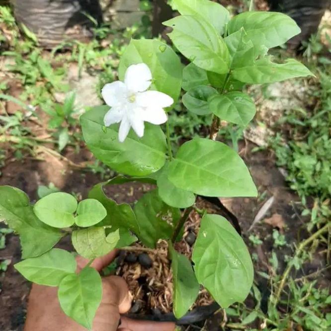 Jual POHON MELATI WANGI MELATI KAMPUNG | Shopee Indonesia