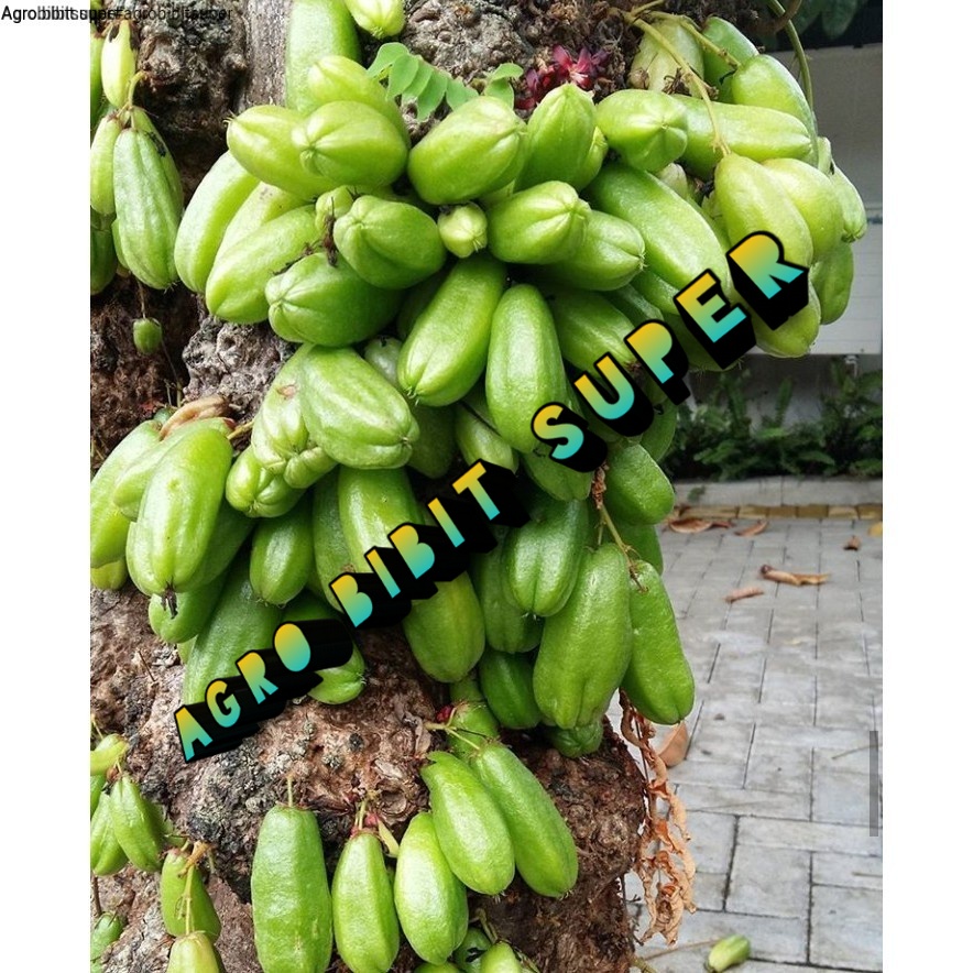 Jual Bibit belimbing wuluh kualitas unggul berbuah lebat | Shopee Indonesia