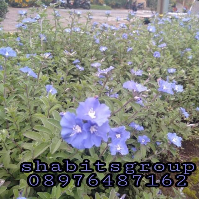 Jual Tanaman hias baby blue eyes tanaman bunga nemophila baby blue eye ...