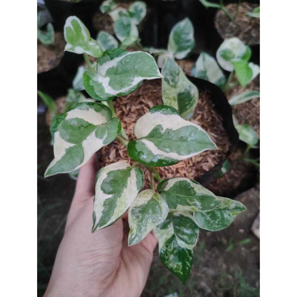 Jual tanaman hias bunga sirih enjoy / sirih enjoi / sirih njoy / sirih ...