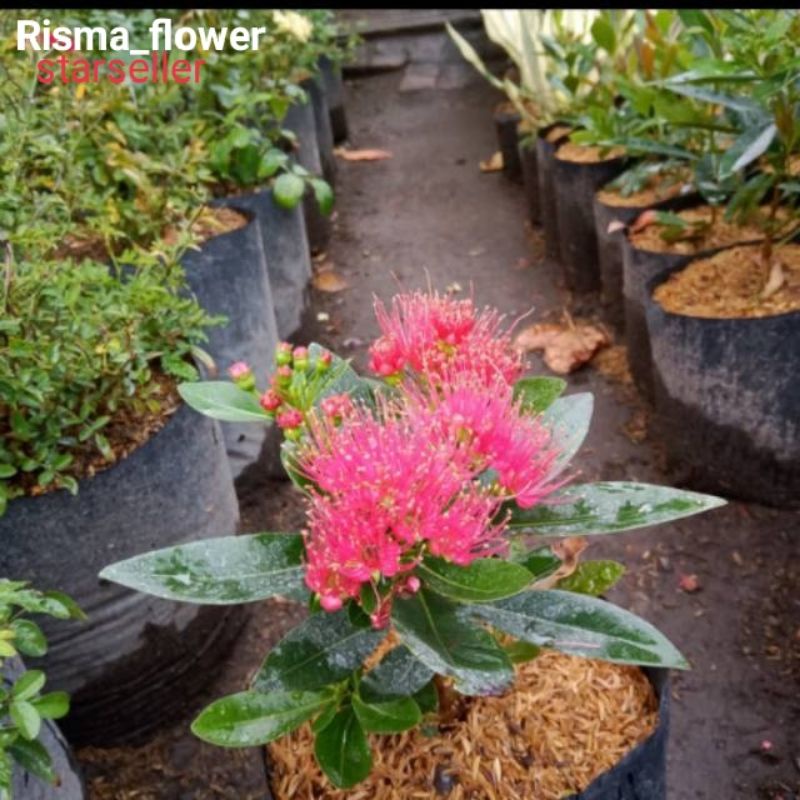 Jual POHON SANTOS LEMON MERAH / TANAMAN HIAS SANTOS LEMON BUNGA MERAH ...