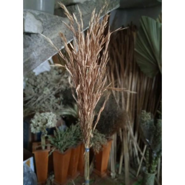 Jual Bunga Padi Padian | Shopee Indonesia