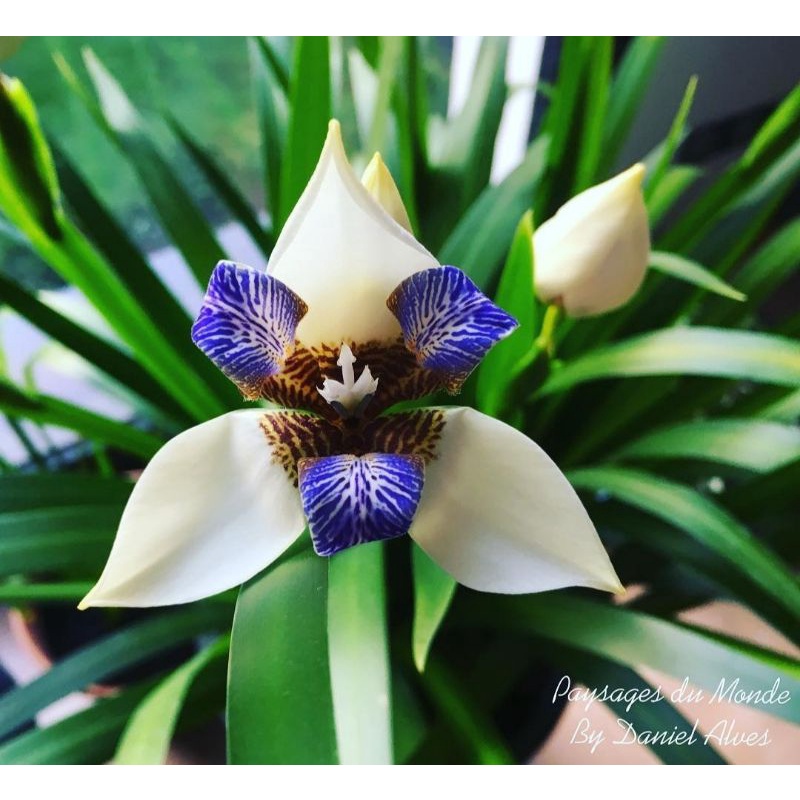Jual Bunga airis / iris biru ( neomerica gracilis ) | Shopee Indonesia