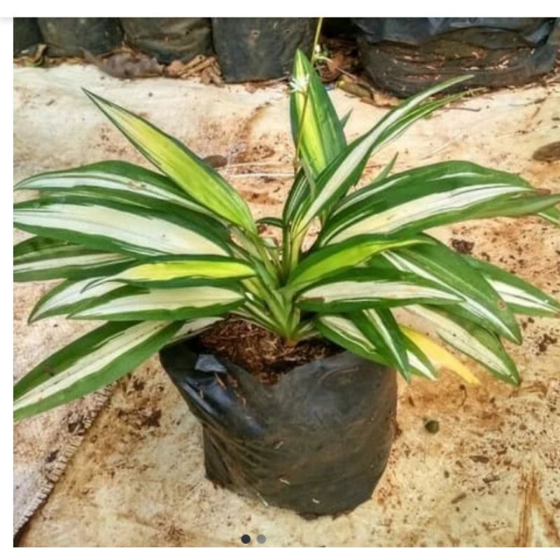 Jual Tanaman bunga Lili paris hema Spider plant | Shopee Indonesia