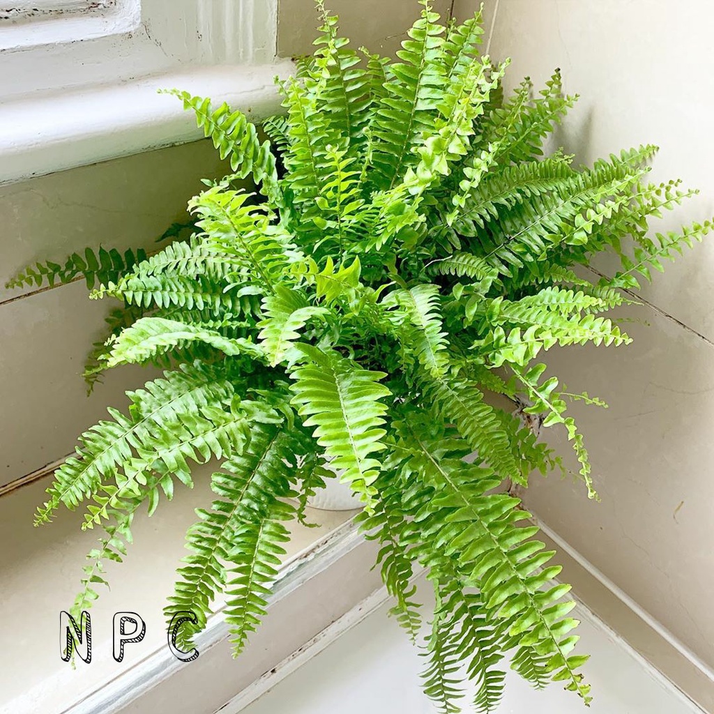 Jual TANAMAN HIAS PAKIS KELABANG / NEPHROLERPIS EXALTATA PER POLYBAG ...